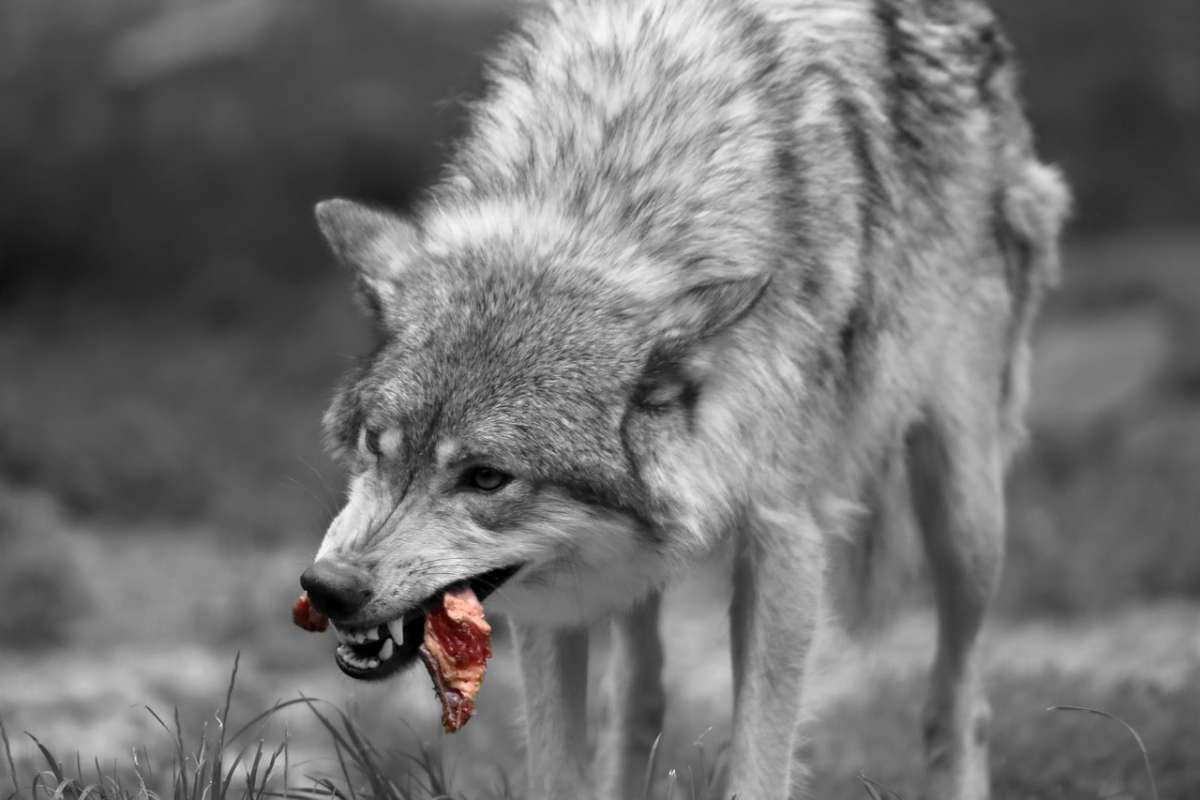 Fressen wie ein Wolf, naturnah und gesund? | BLOG | Pfeuffer-Mühle ...